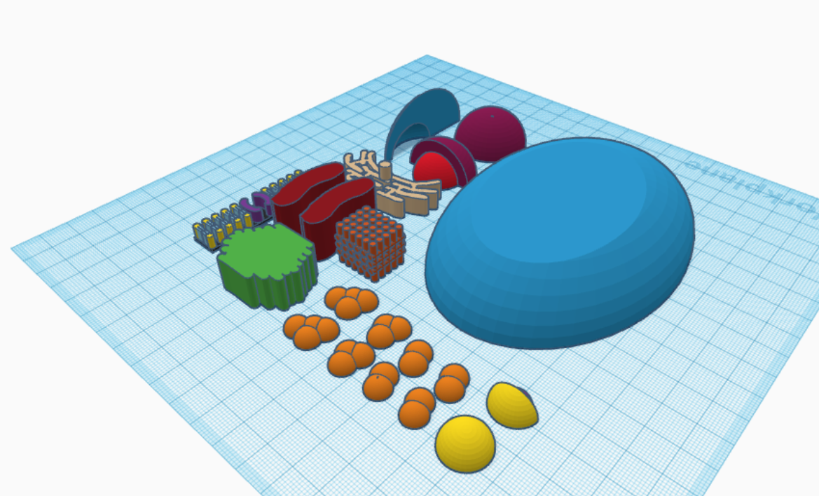 Eukaryotic Cell by Acceptable Printing | Download free STL model ...