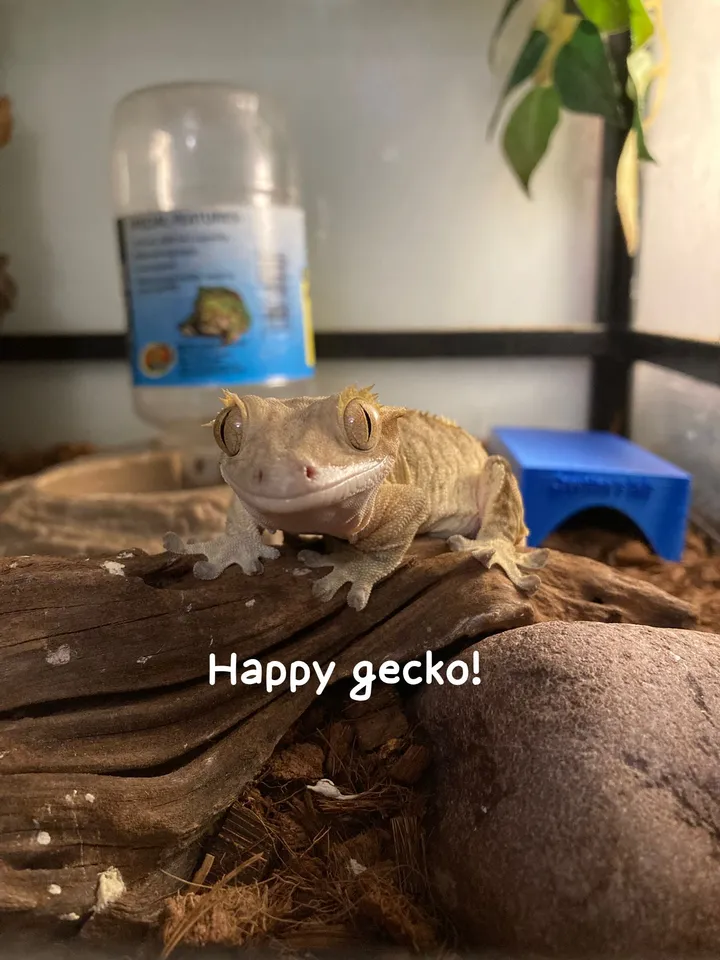 Gecko hide by Pandashark08 | Download free STL model | Printables.com