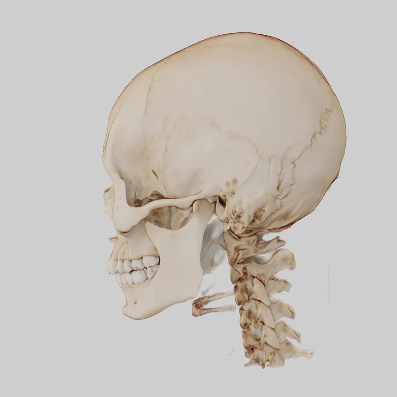 Human Hyoid, Life Size by Terrie Simmons-Ehrhardt | Download free STL ...