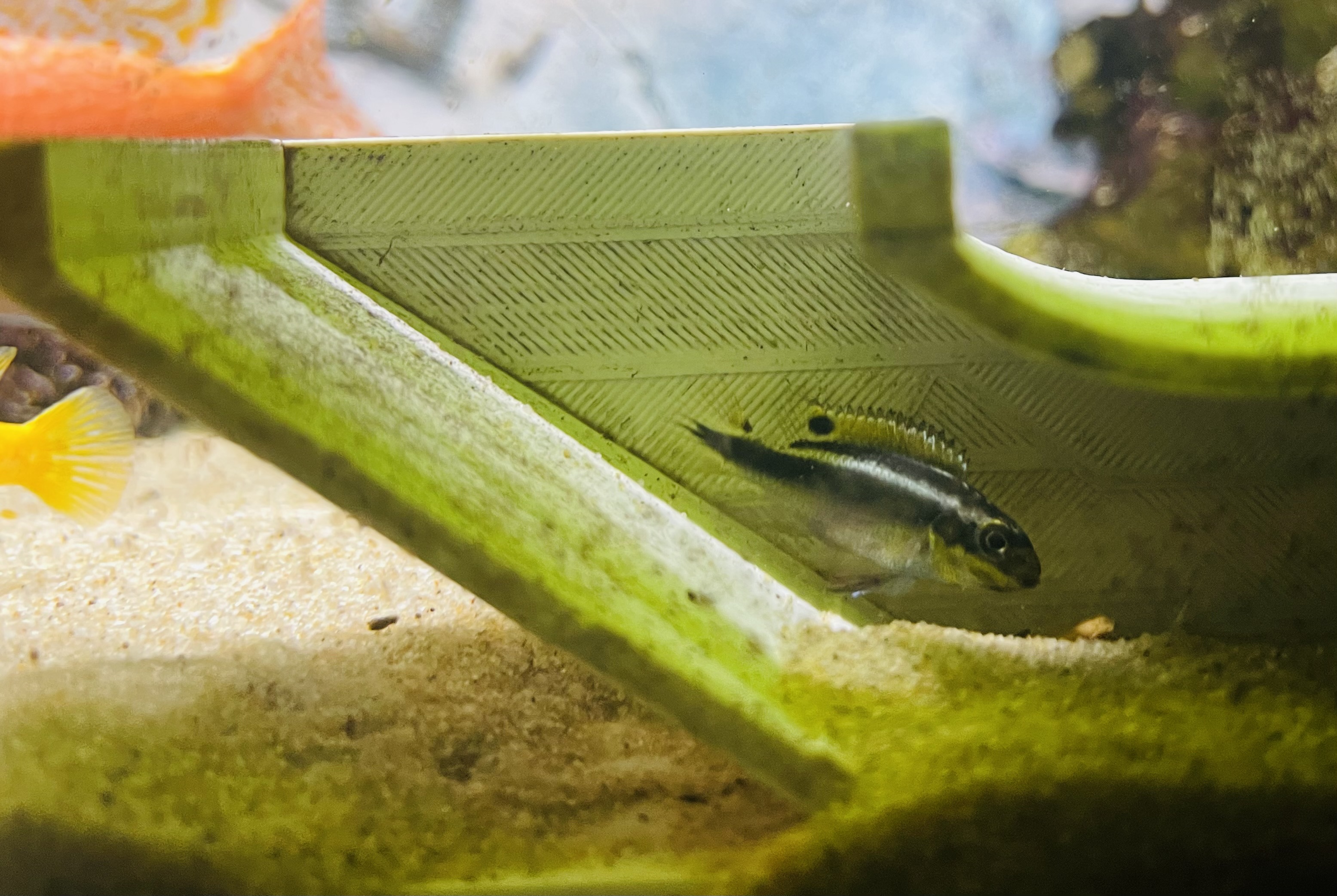 underground fish cave by by dylan | Download free STL model ...