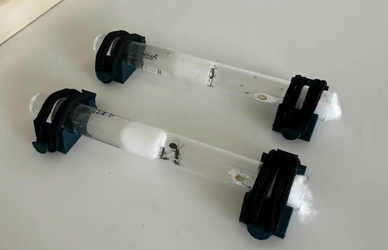 Ant test tube holder by ellahin | Download free STL model | Printables.com