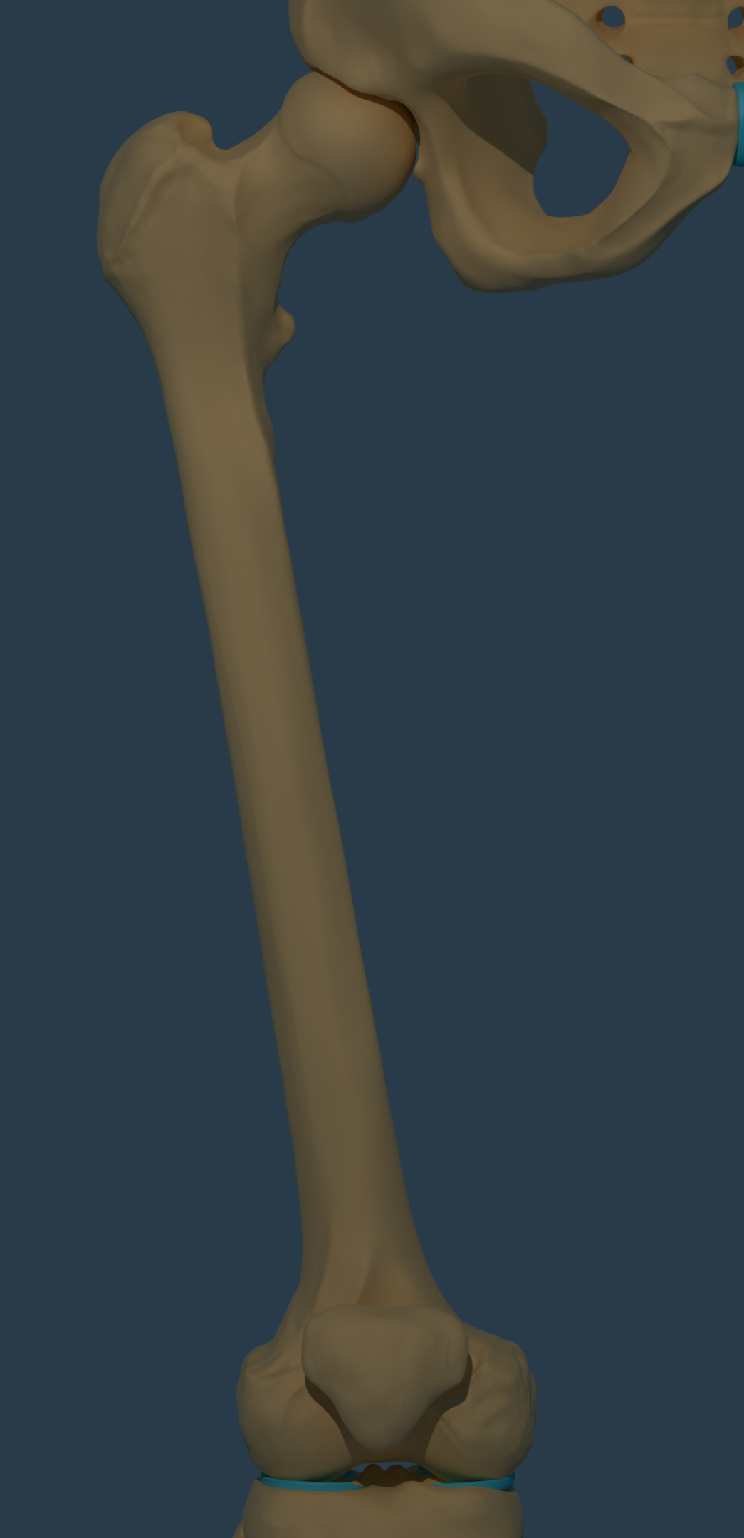 Femur and Patella Bones (HighPoly) von Isopropyl Alcohol | Kostenloses ...