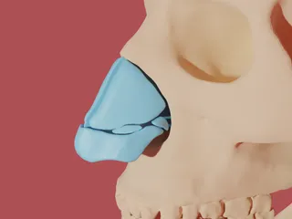 Nose Cartilage by Isopropyl Alcohol | Download free STL model ...