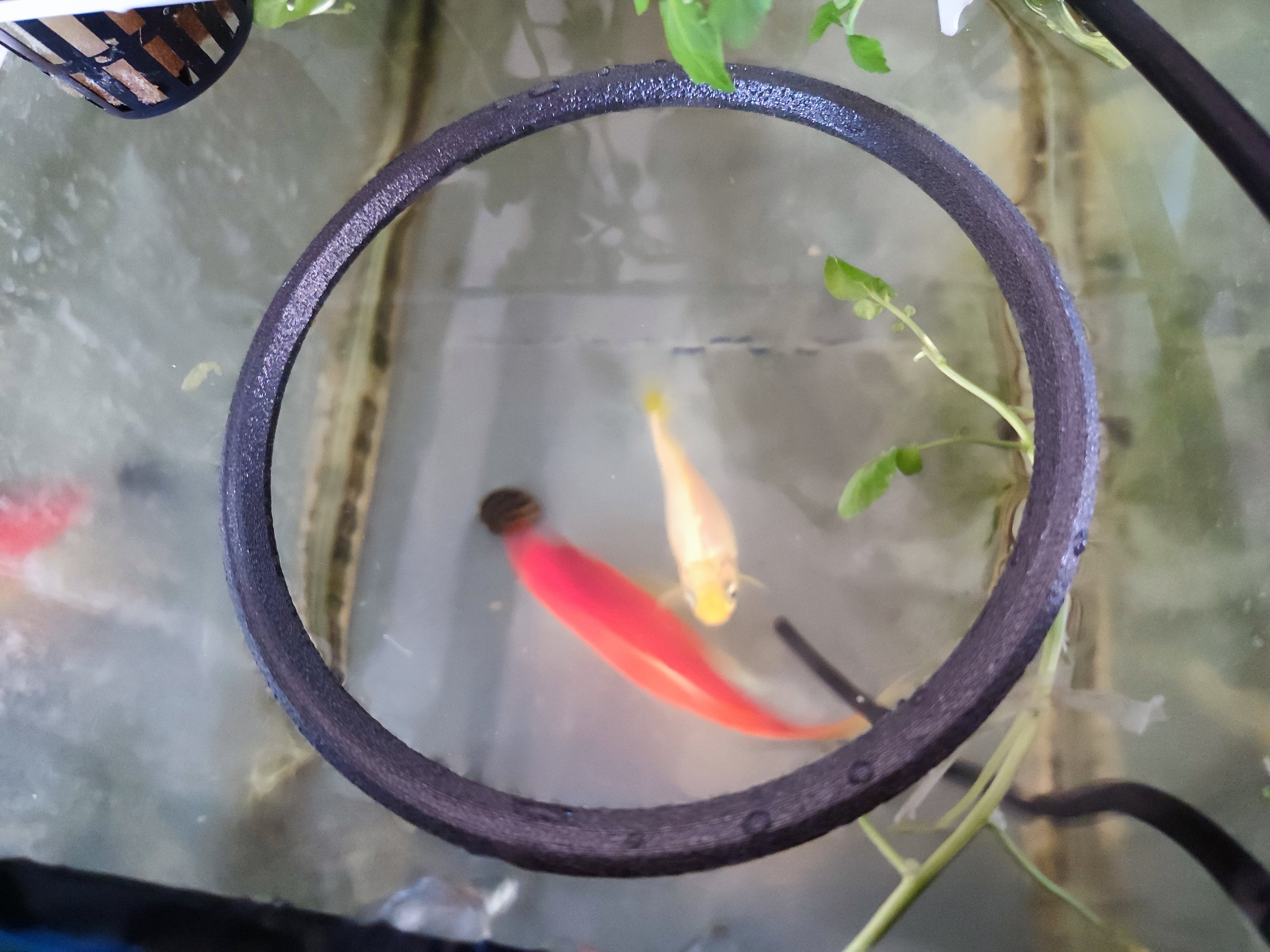 Feeding Ring for Fish Tank by WillyCKH | Download free STL model ...