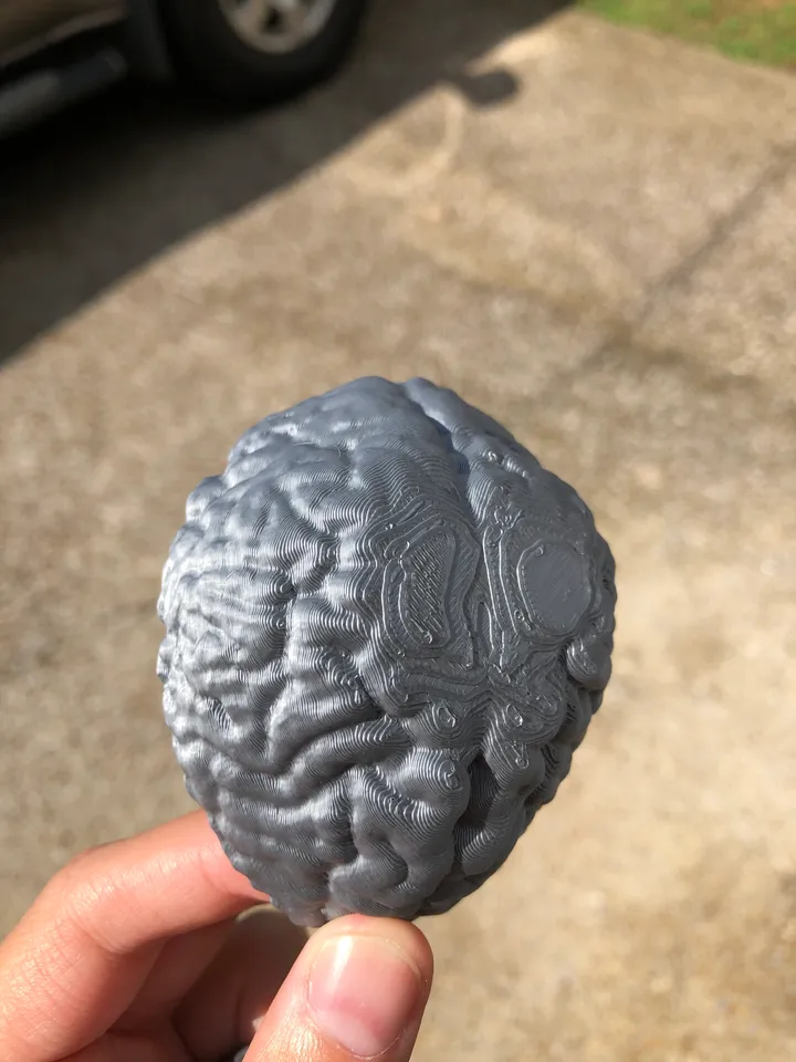 Brain Bowl by SamaraMo | Download free STL model | Printables.com