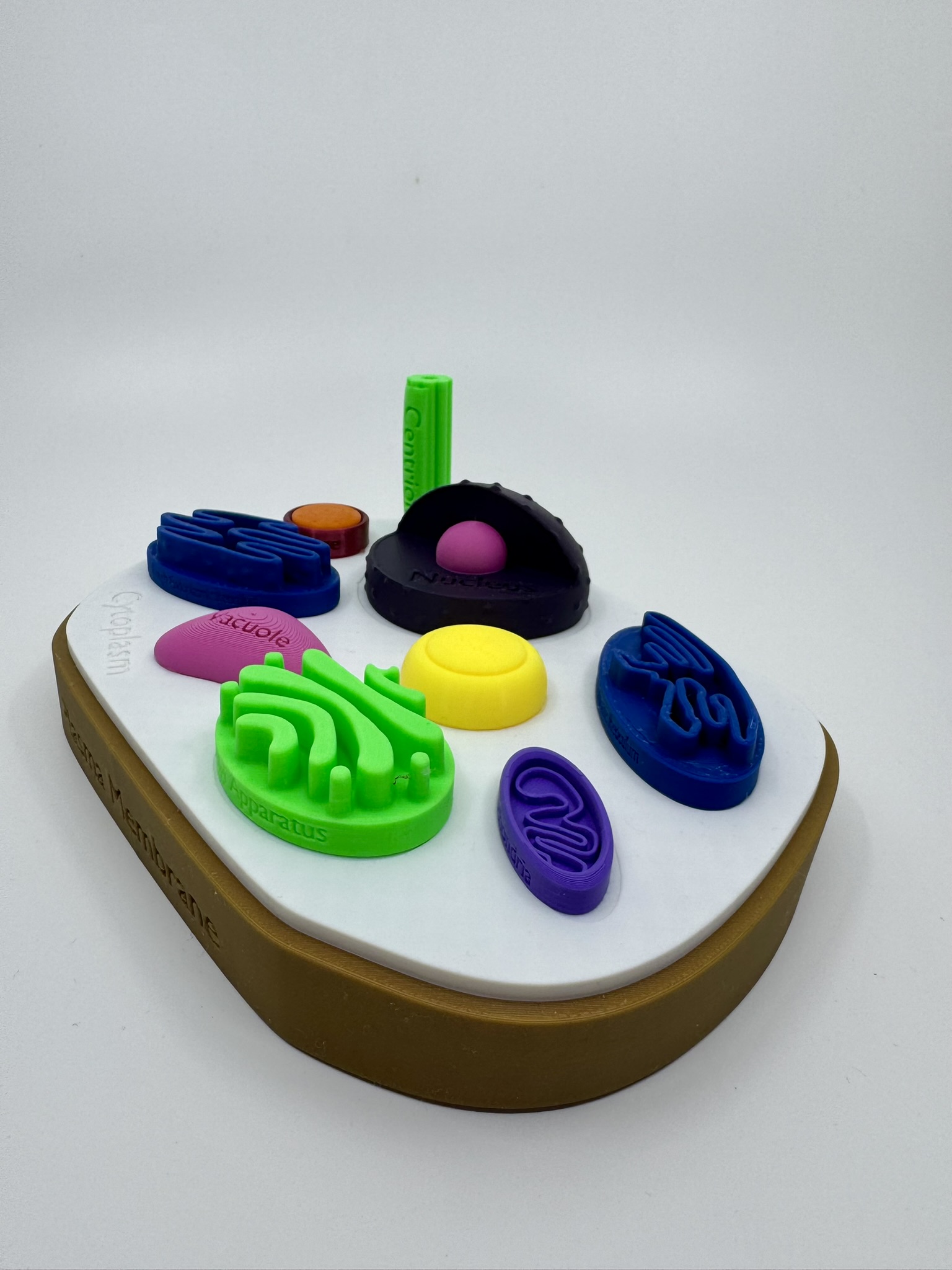Animal Cell Model w/ Labels by Polymaker Education | Download free STL model | Printables.com