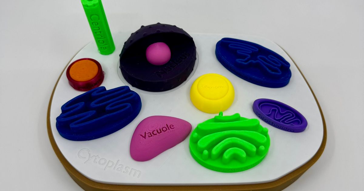 Animal Cell Model w/ Labels by Polymaker Education | Download free STL model | Printables.com