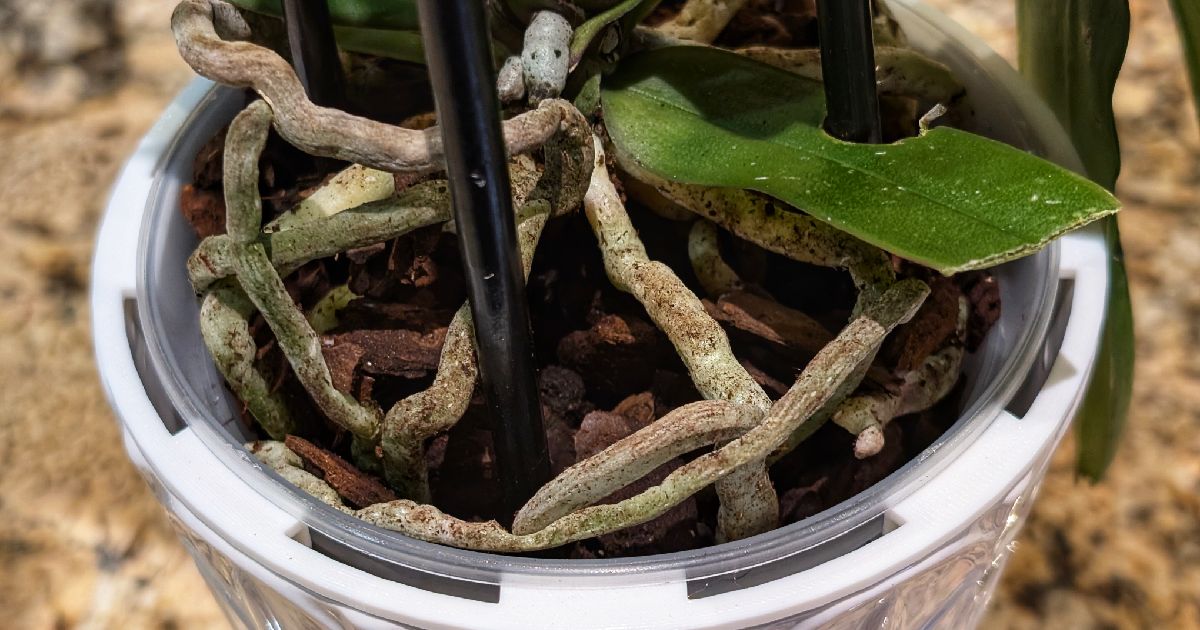 Orchid pot spacer by Pinako | Download free STL model | Printables.com