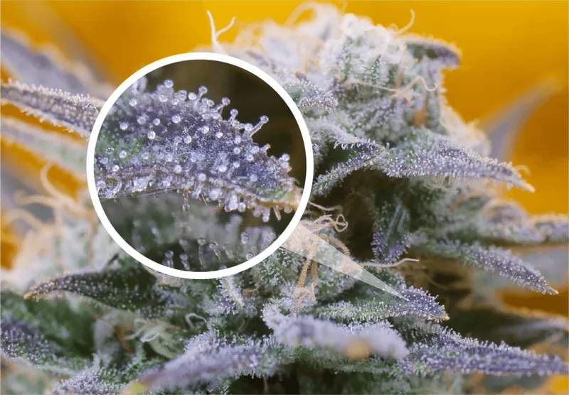 Delta-9 Tetrahydrocannabinol (THC) Molecule by Springytails | Download ...