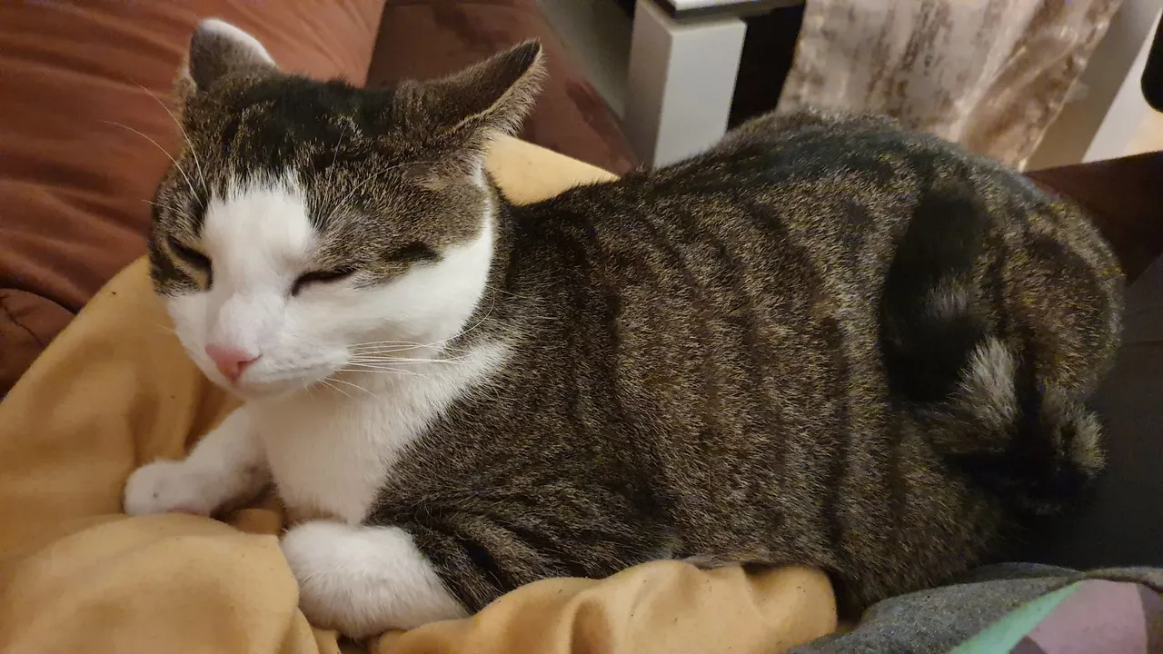 High ass cat Lithophane by Popcat | Download free STL model ...