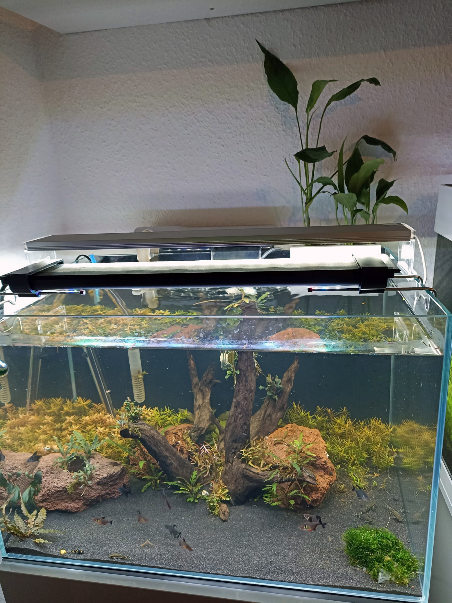 Plan Pot for Aquarium by Der_Arix | Download free STL model ...