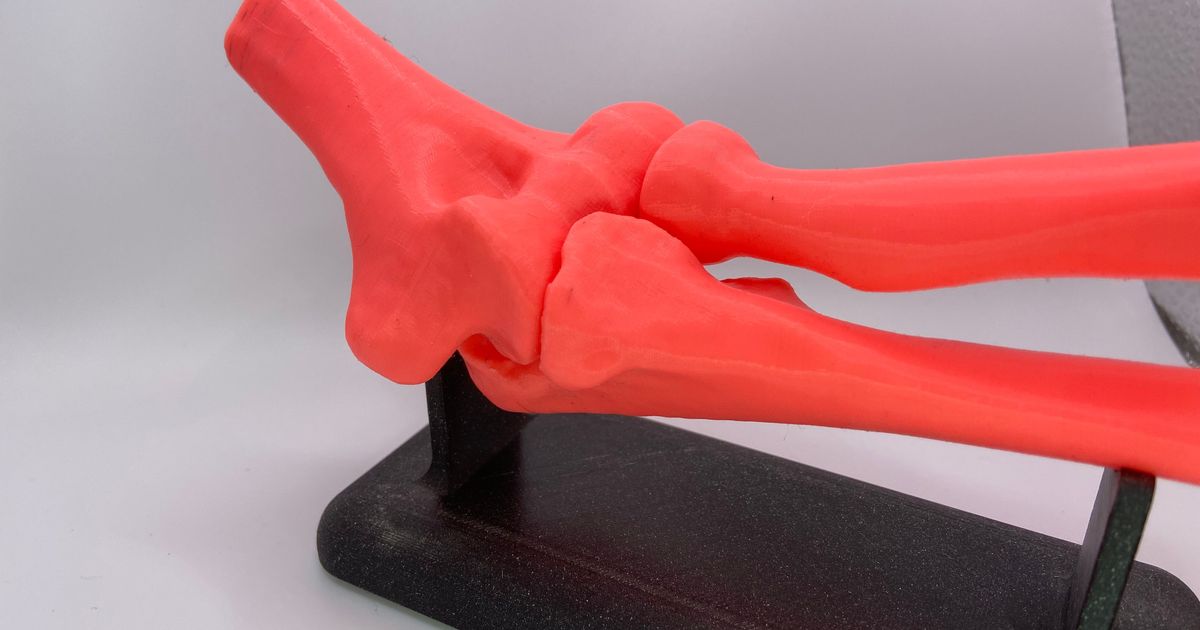 Elbow model stand by Pippa | Download free STL model | Printables.com