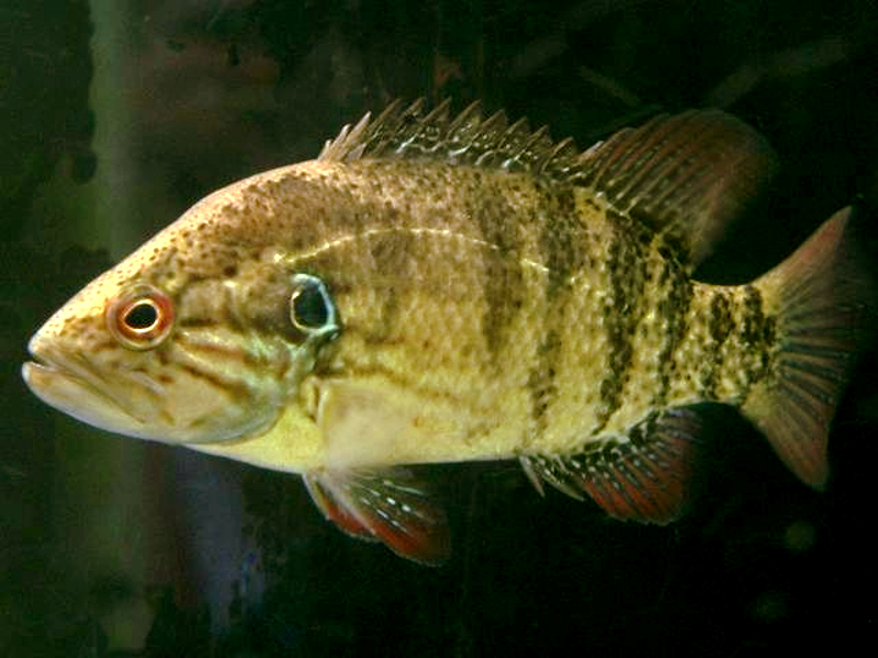 Core One Fish : The Coreoperca by Peter Farell | Download free STL ...