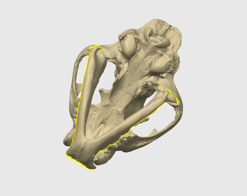 Mountain Lion (Cougar, Puma Concolor) Skull by Darth_Fox | Download ...