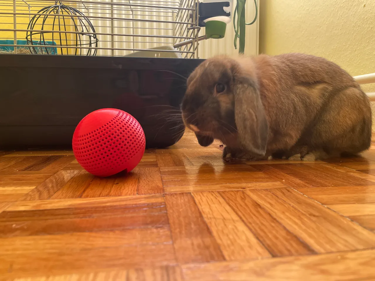 Pet snack ball by Alexej | Download free STL model | Printables.com
