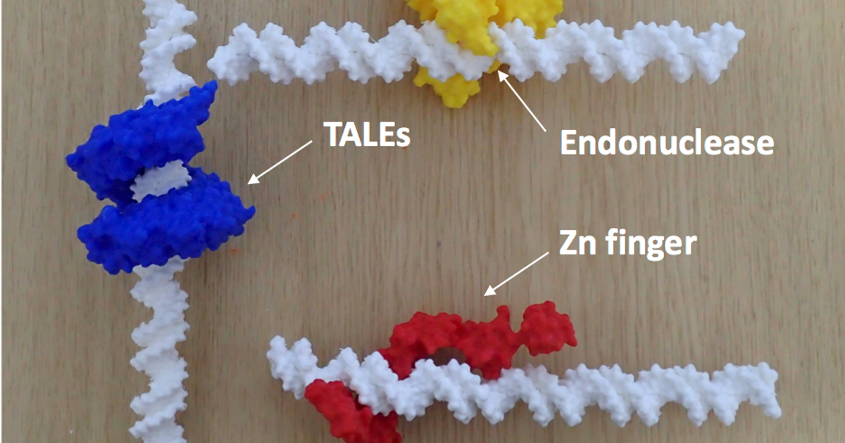 A set of protein domains reading DNA sequence - TAL effector, Zn finger ...
