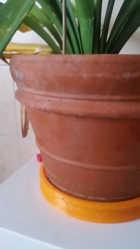 Flat Flower planter by c3poSAW | Download free STL model | Printables.com