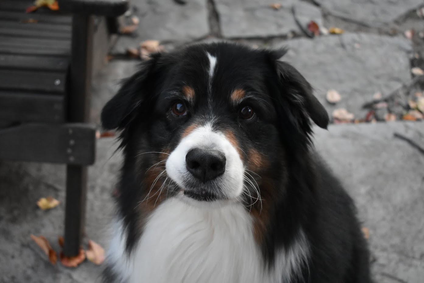 Dodge the Australian Shepherd! by Brent Werder Design | Download free ...