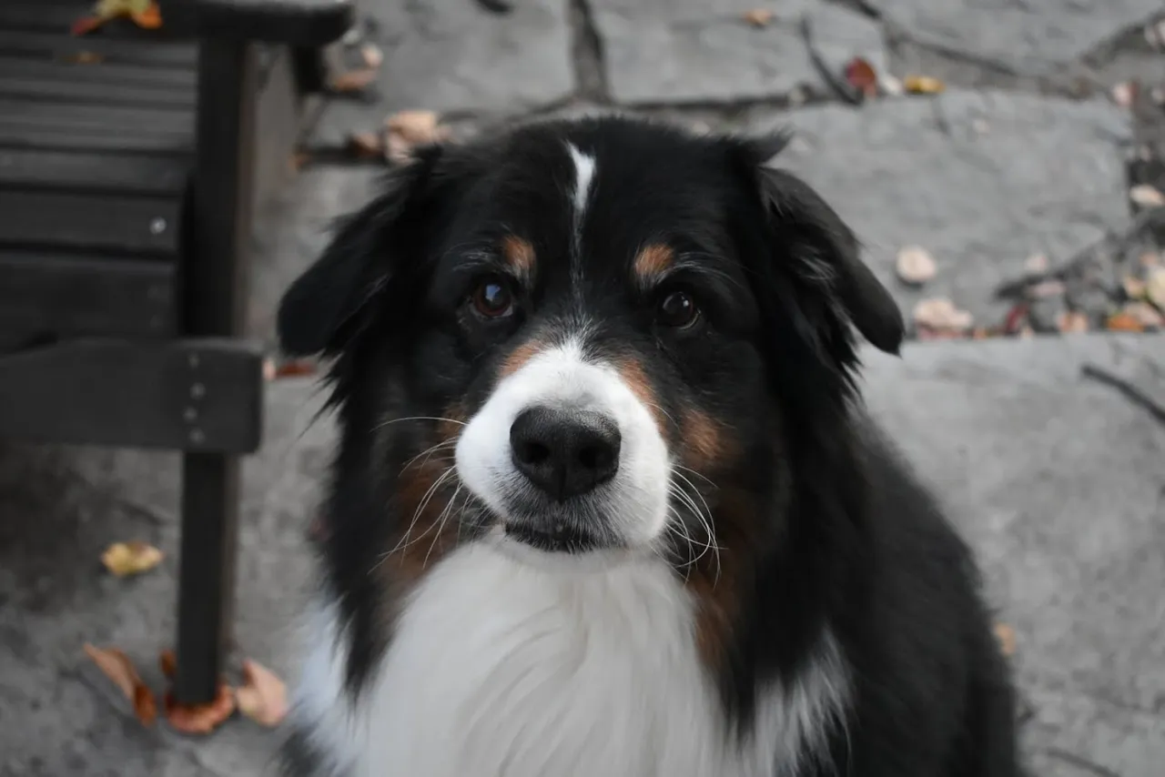 Dodge the Australian Shepherd! by Brent Werder Design | Download free ...