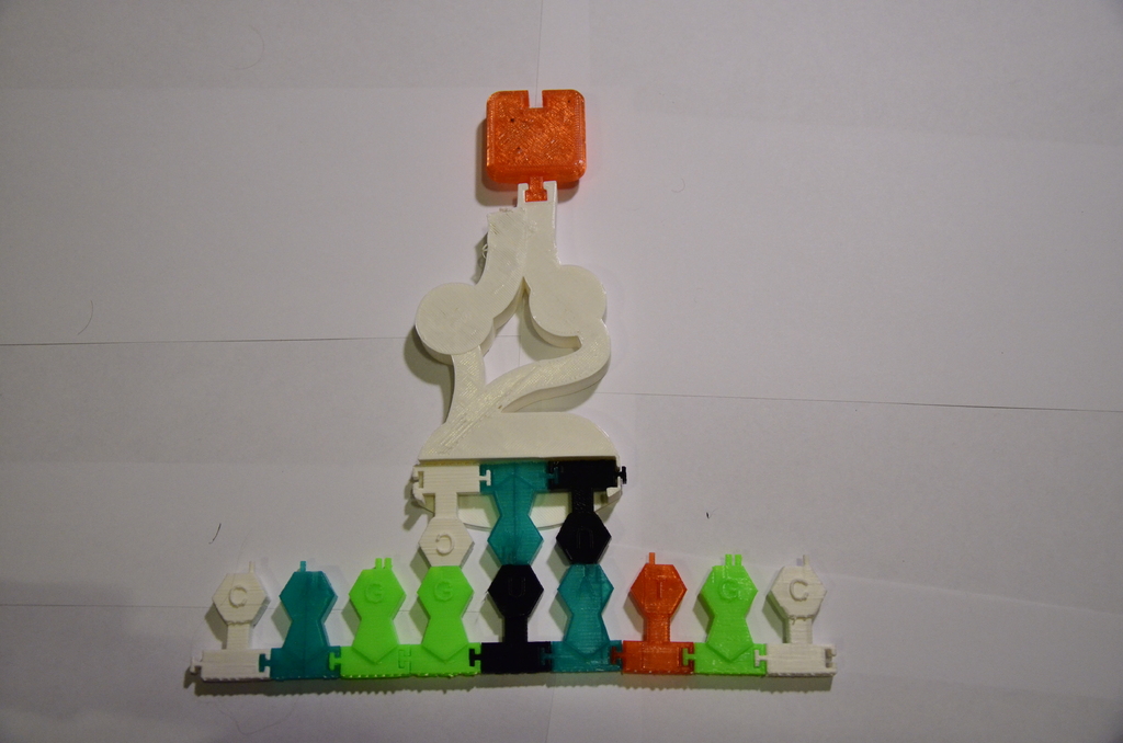 DNA/RNA Building Set/Transcription and Translation Model by ...