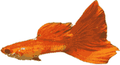 garlic podium model guppy by grillgifs2025 and grillgifs2024 | Download ...
