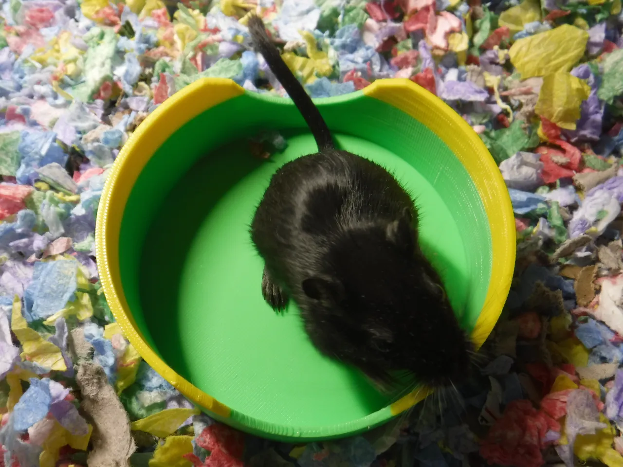 Rodent Food Bowl by Impractical Practicality | Download free STL model ...