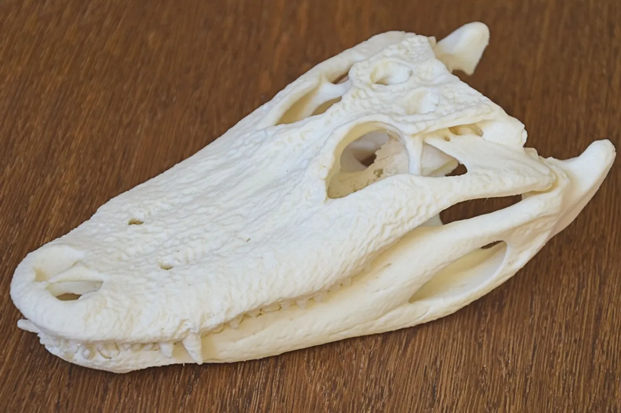 Alligator Skull by Václav Krmela | Download free STL model | Printables.com