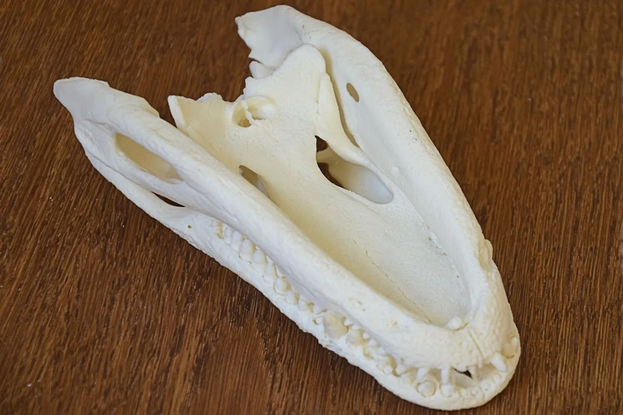 Alligator Skull by Václav Krmela | Download free STL model | Printables.com