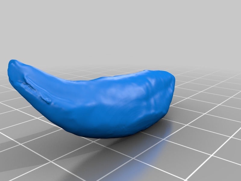 wolf tooth (scanned and printed) by PhD3DP | Download free STL model ...