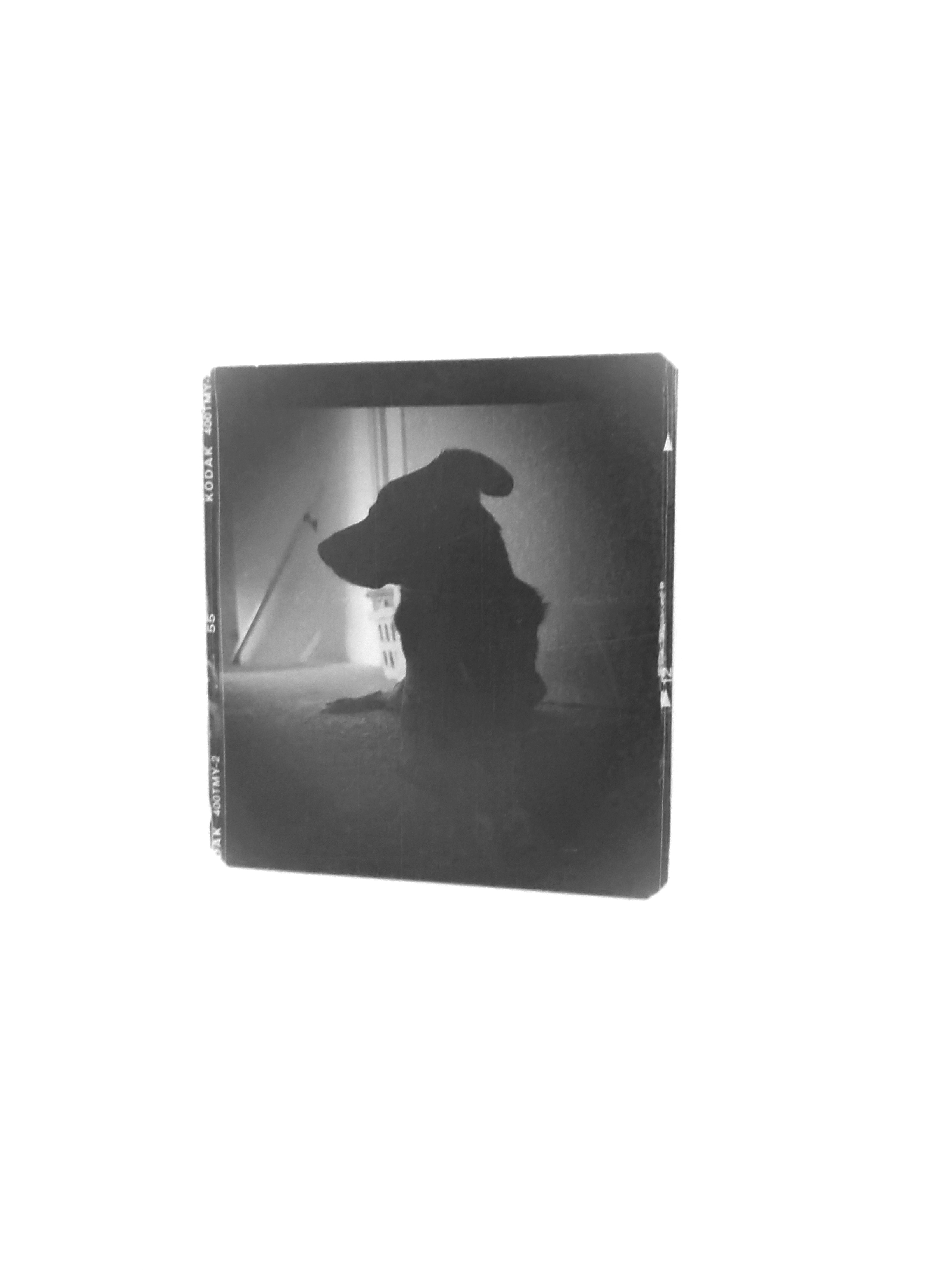 Vivitar 356 6x6 negative carrier by TheAlbinoGiraffe | Download free ...