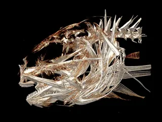 Skull and some axial skeleton of the deepest fish in the sea by ...