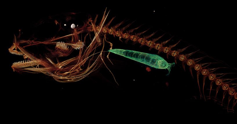 Skull and some axial skeleton of the deepest fish in the sea by ...