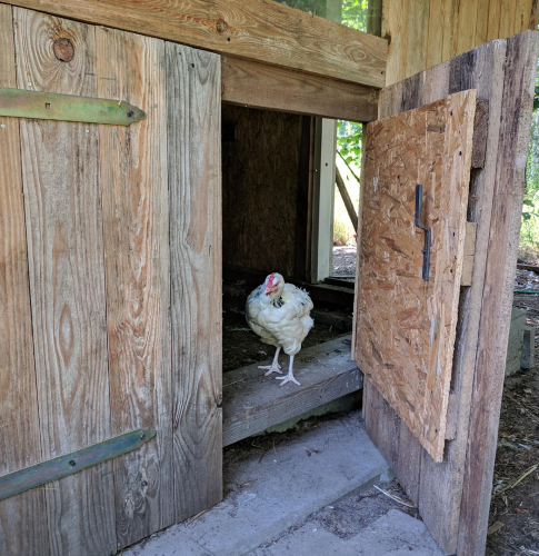 Arduino Automatic Chicken Coop Door by Basement Creations | Download ...