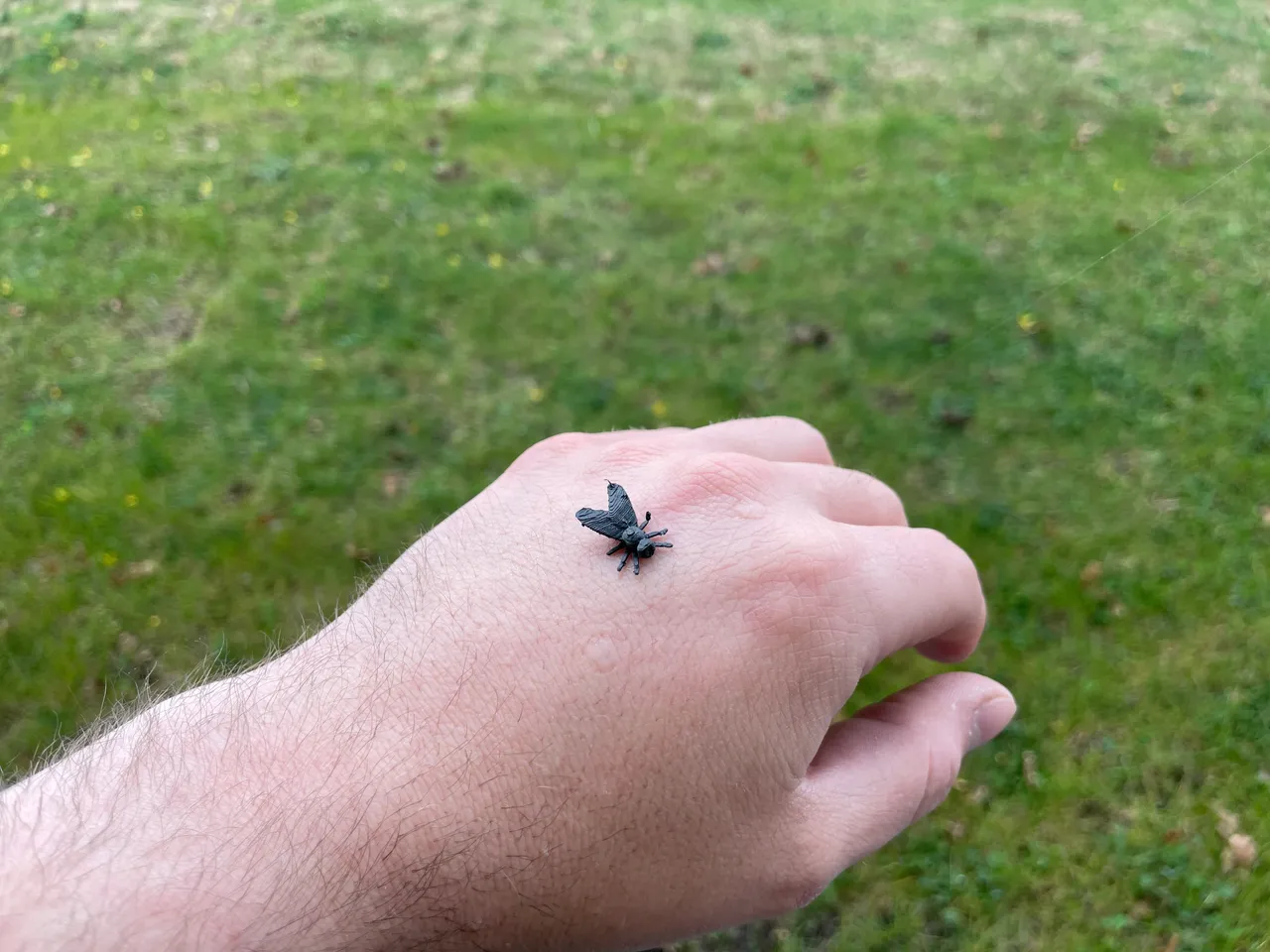 Fake Fly by 3DPrintNovesia | Download free STL model | Printables.com