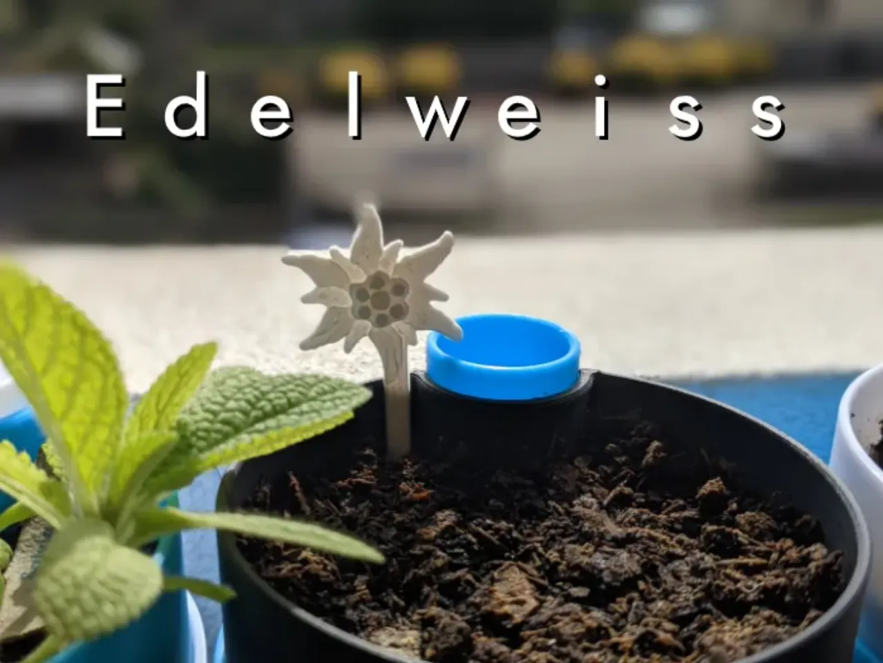 Edelweiss by SteveW91 | Download free STL model | Printables.com