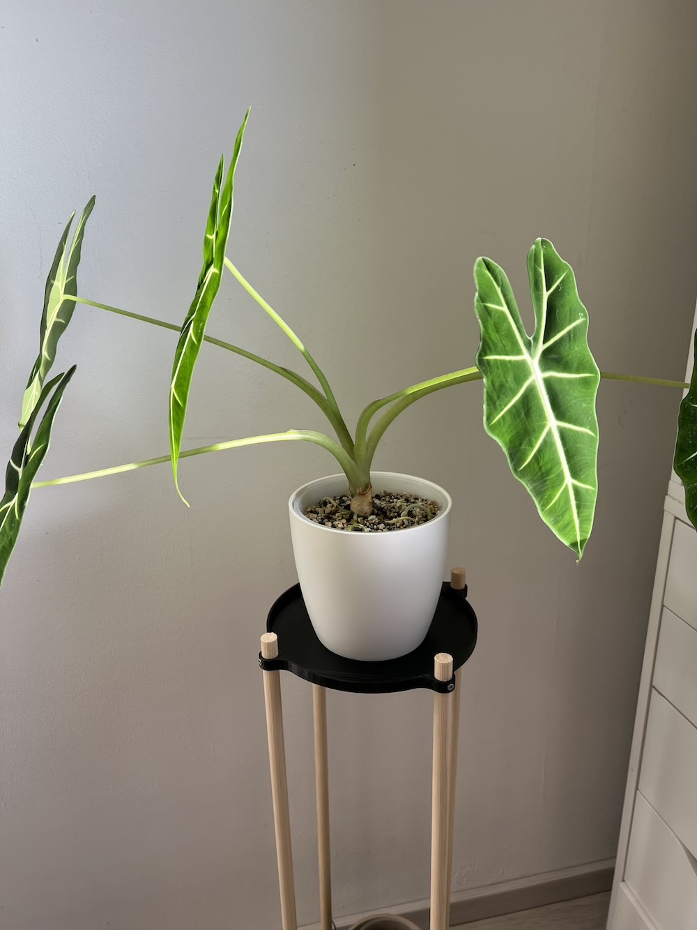 Plant shelf by Tim | Download free STL model | Printables.com
