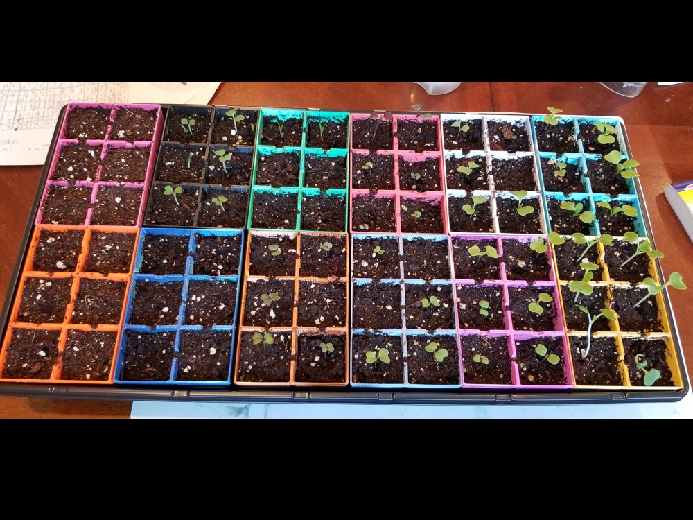 #0024 Seedling Starter Planter par BuildX | Téléchargez gratuitement un ...