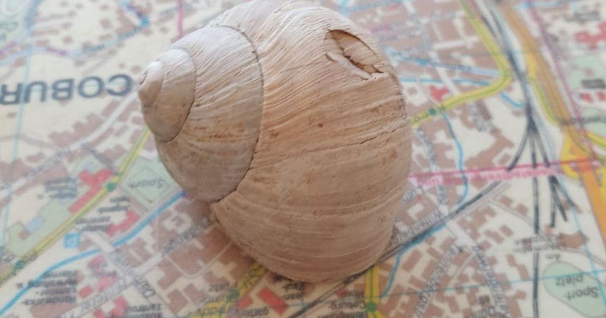 Snail Shell 3D Scan by Raphael | Download free STL model | Printables.com