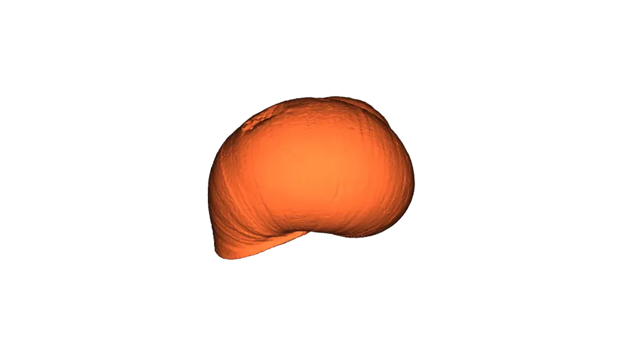 Snail Shell 3D Scan by Raphael | Download free STL model | Printables.com