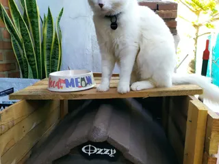 Ozzy name plate by Sp1y3rS | Download free STL model | Printables.com