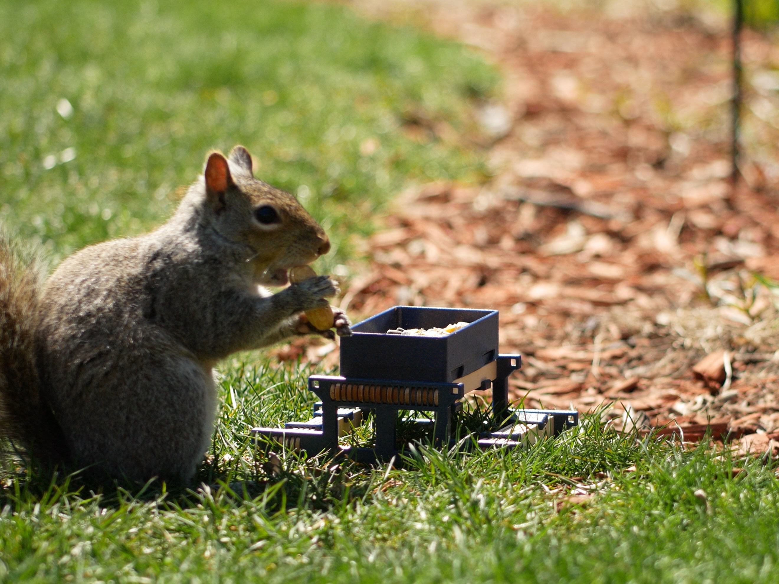 Backyard animal table por PenguinNinja | Descargar modelo STL gratuito ...
