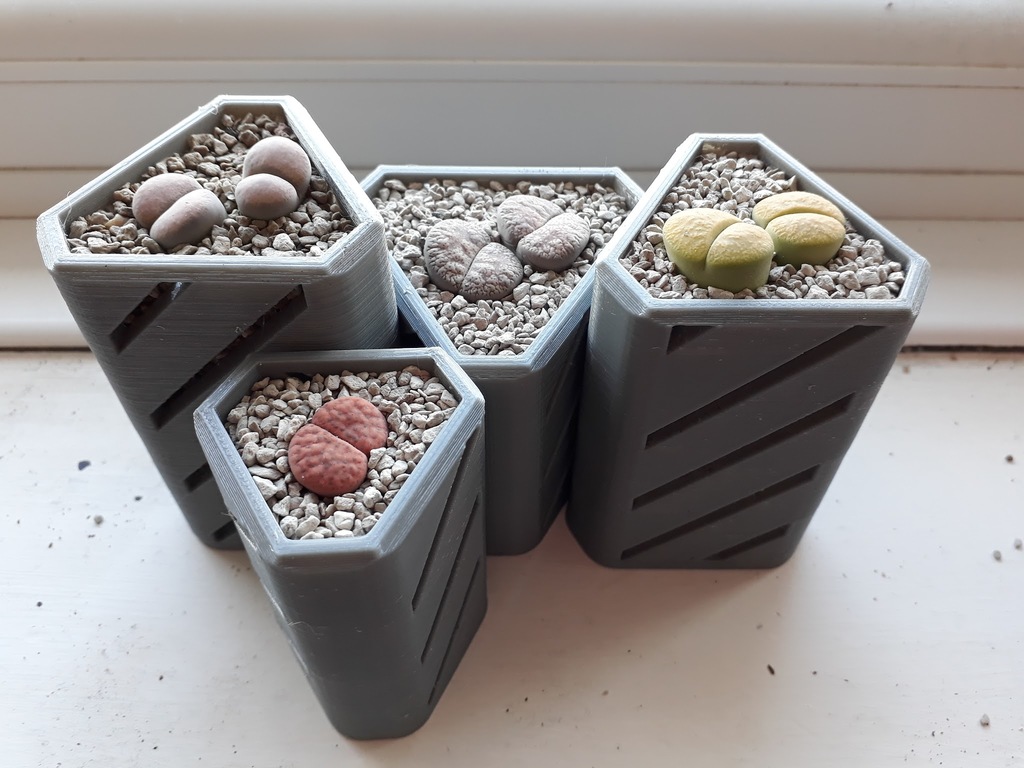 Geometric Lithops Plant Pot by MegaAndy | Download free STL model ...