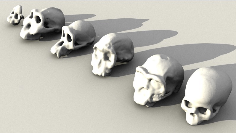 Evolutionary Skulls Set by sjpiper145 | Download free STL model ...