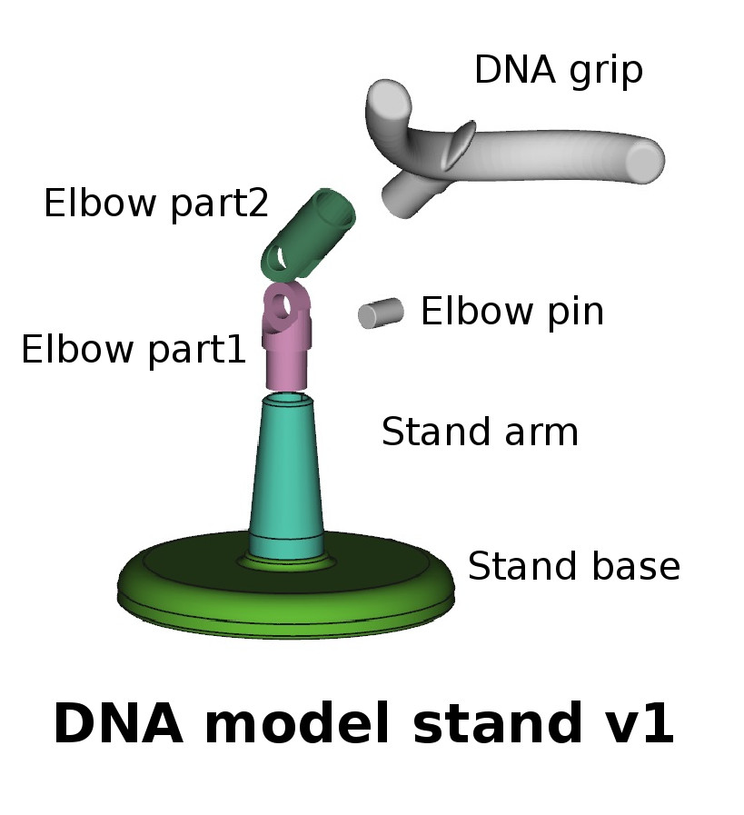 Folding DNA model kit. por mkuiper | Descargar modelo STL gratuito ...