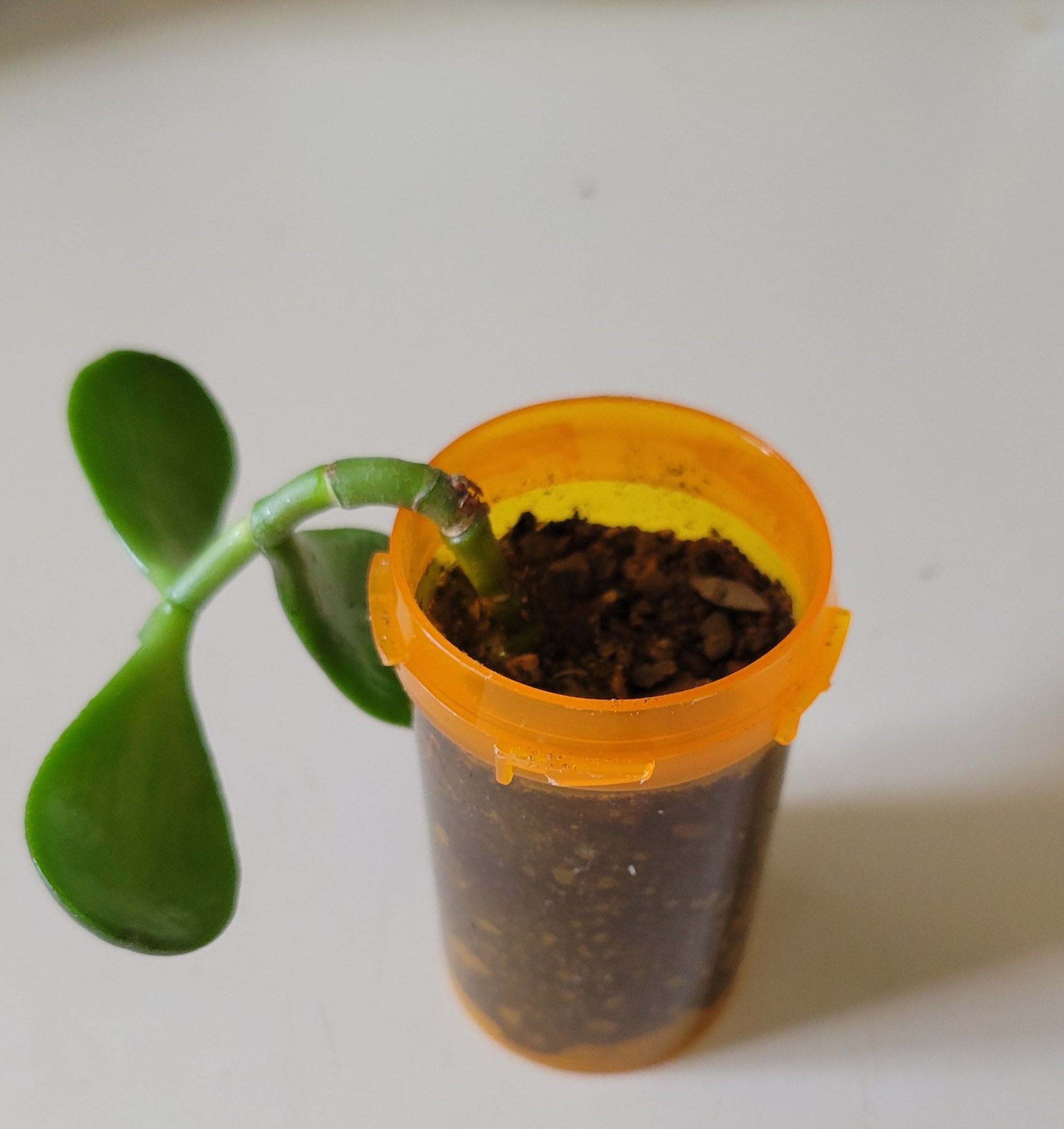 Pill Pot Cover by D3Dorsett | Download free STL model | Printables.com