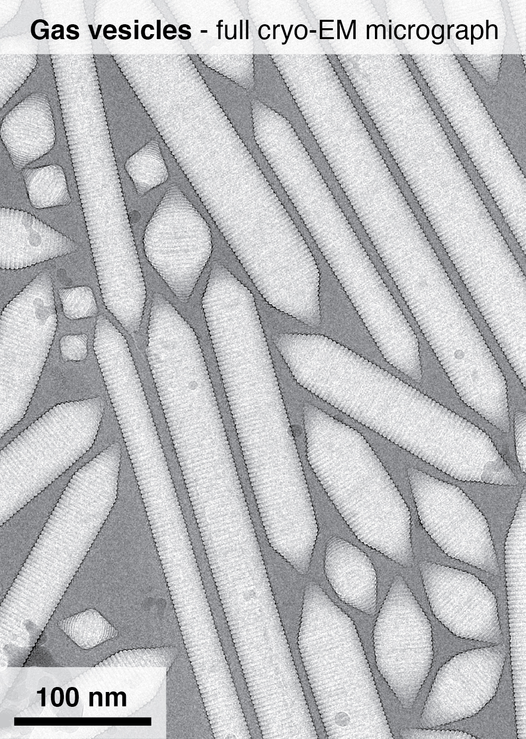 Educational model: Gas vesicle / scale 1:5,000,000 by Stefan Huber ...