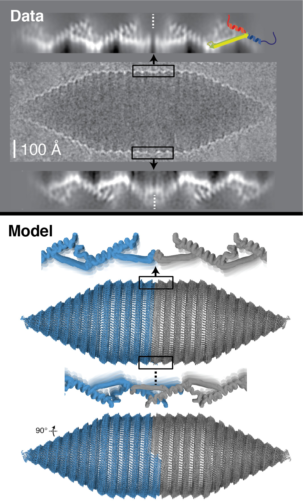 Educational model: Gas vesicle / scale 1:5,000,000 by Stefan Huber ...