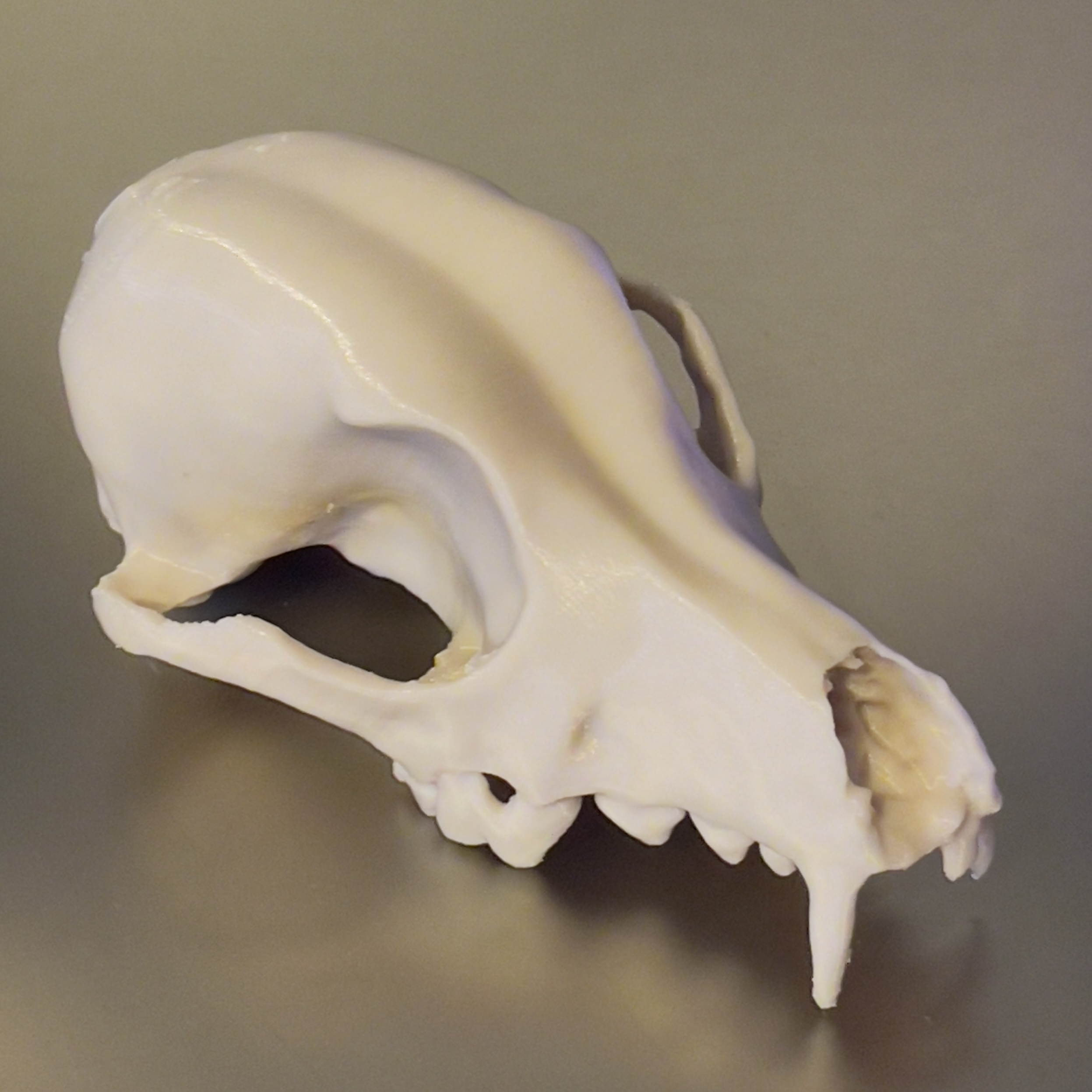 Bitey Remeshed! Public Domain Dog Skull by Joshua's Oddities | Download ...