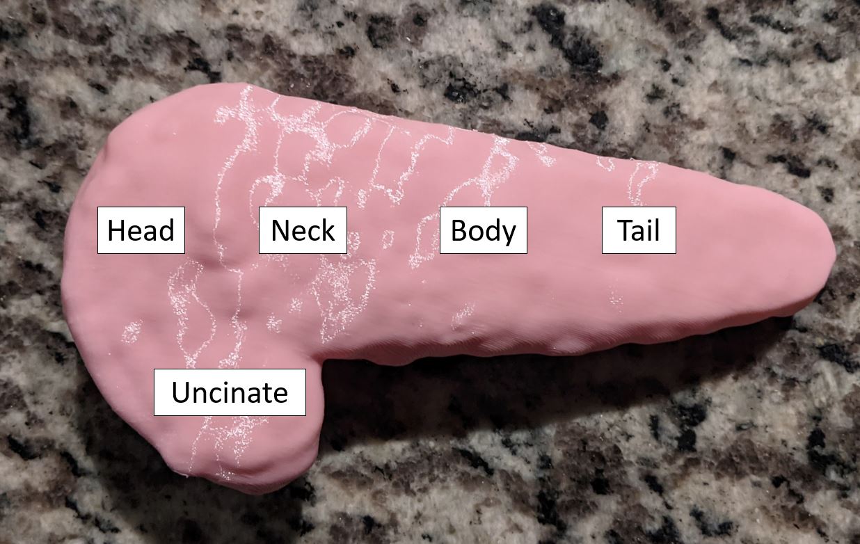 Pancreas v1 by bob_borygmos | Download free STL model | Printables.com