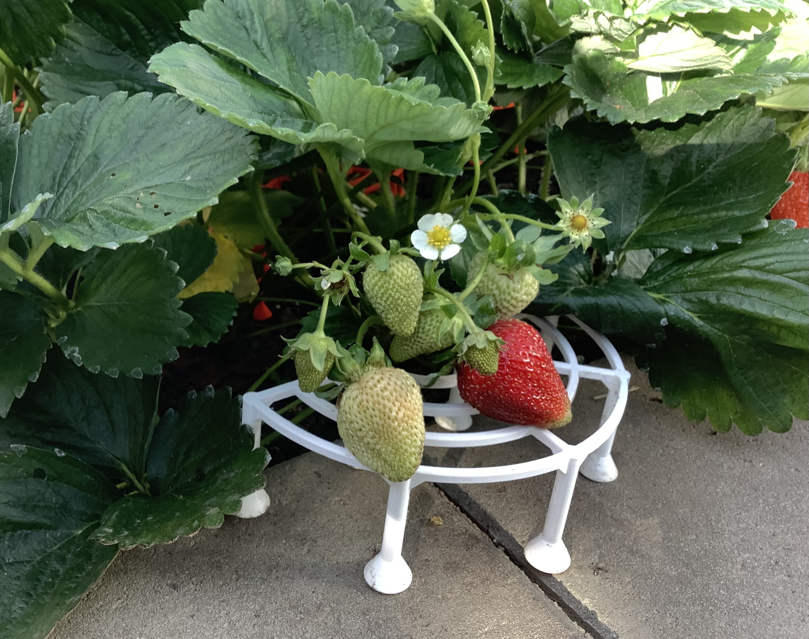 Strawberry Table (Erdbeer Tisch) by EinfachUli | Download free STL ...